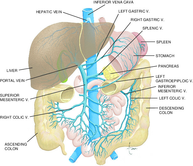 circulation | Taber's Medical Dictionary
